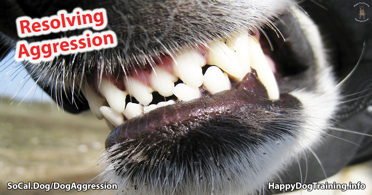 Resolving Dog Aggression For Good | Happy Dog Training